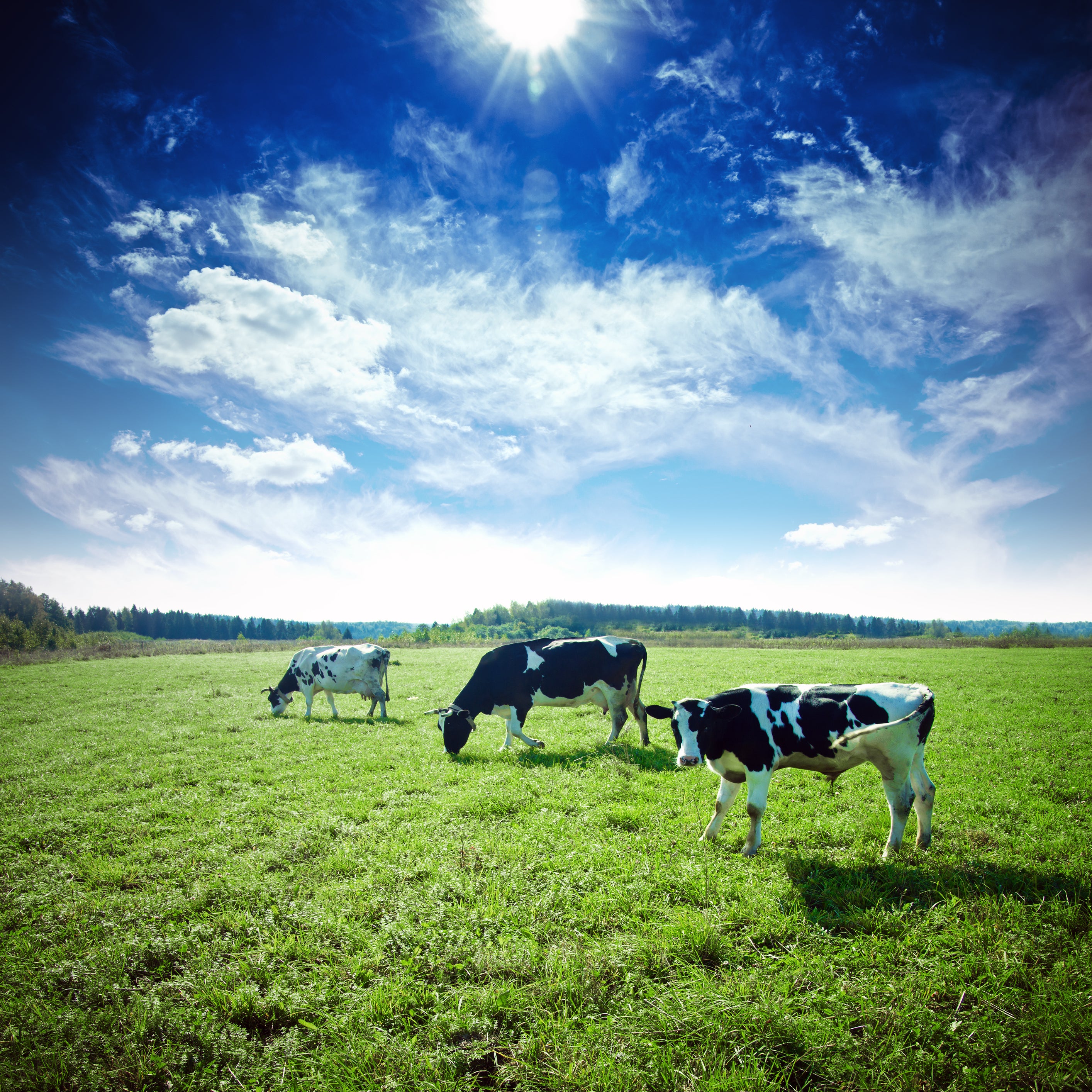 The Modern Sacred Cow – Project Yourself