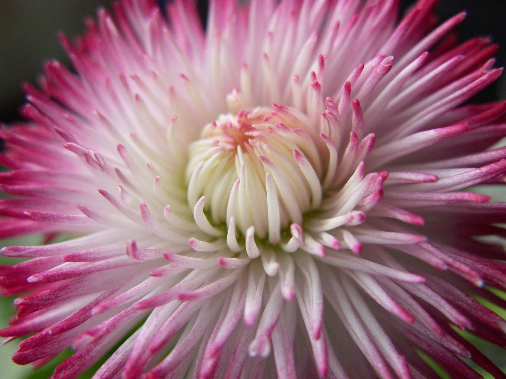 Science Proves Plants Are Psychic and Prophetic – Project Yourself