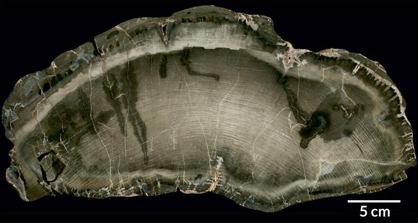 Ancient Tale of Sun’s Behavior Revealed By Tree Rings – Project Yourself